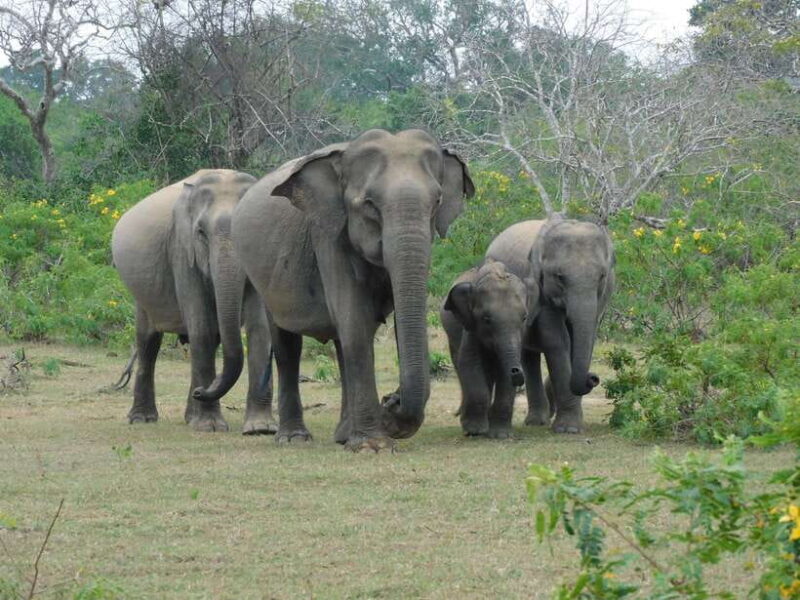 Yala National Park Safari Tour from Hambantota Port - Key Points