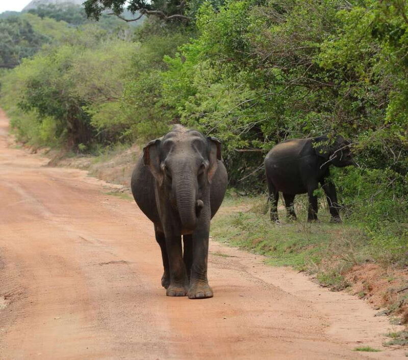 Yala National Park Safari Tour from Hambantota Port - The Itinerary Breakdown