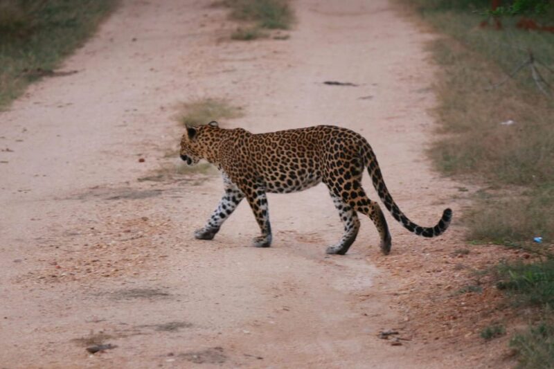 Yala National Park Safari Tour from Hambantota Port - Why This Tour Offers Great Value