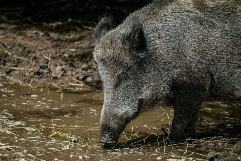 Yala National Park Safari Tour from Hambantota Port - Who Should Consider This Tour?