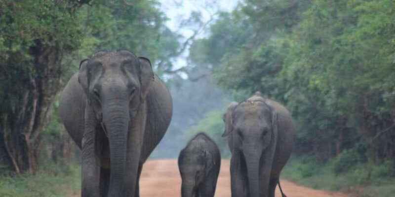 YALA National Park Safari Tour : Half day or Full day Tour - Expectations and Highlights