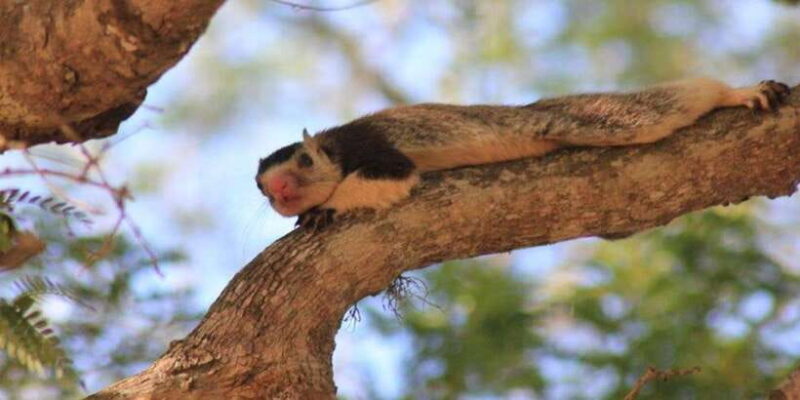 YALA National Park Safari Tour : Half day or Full day Tour - Comfort and Logistics