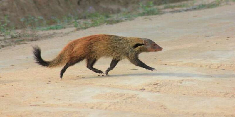 YALA National Park Safari Tour : Half day or Full day Tour - The Value of This Safari