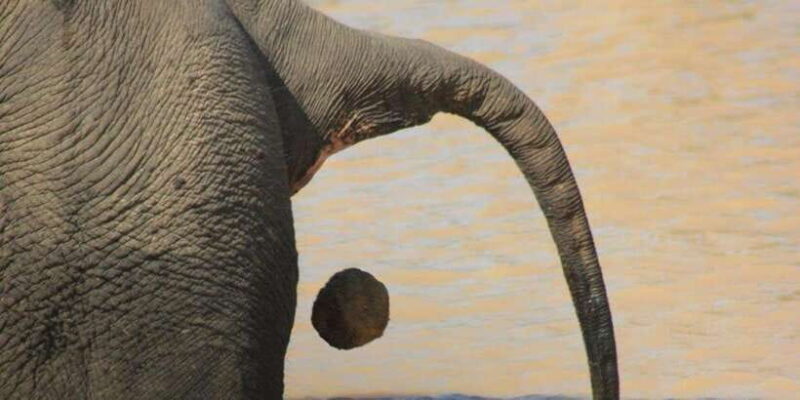 YALA National Park Safari Tour : Half day or Full day Tour - Who Will Love This Tour?