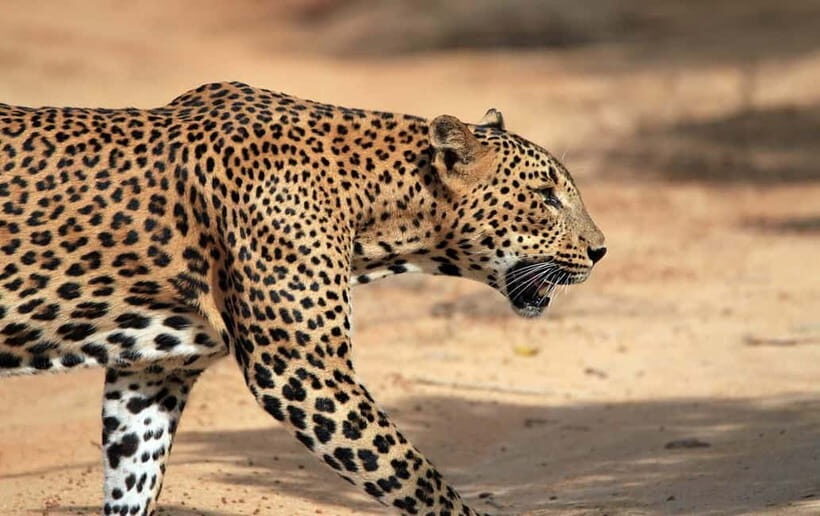 Yala National Park - Safari Tour with Hotel / Accommodation - Authentic Experience and Practicality
