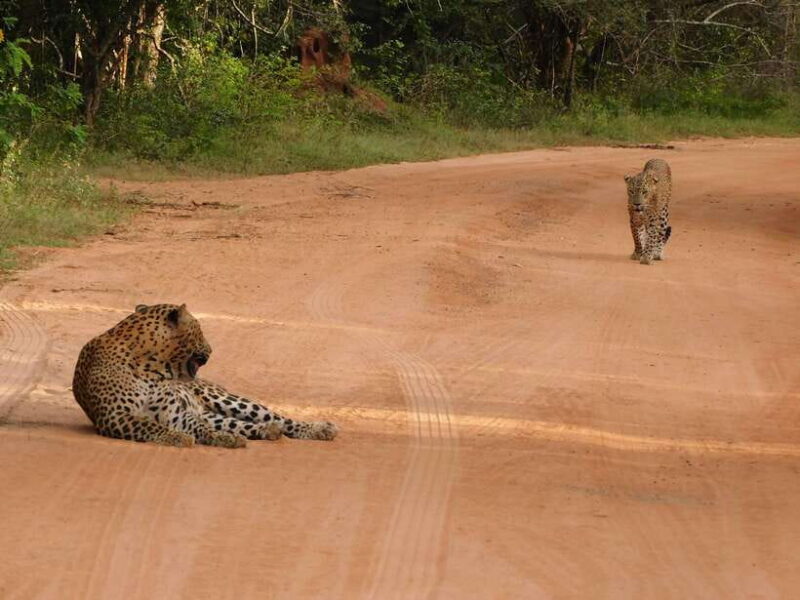 Yala National Park Safari Tours : 7 hours & 12 hours - What Makes These Tours Stand Out?