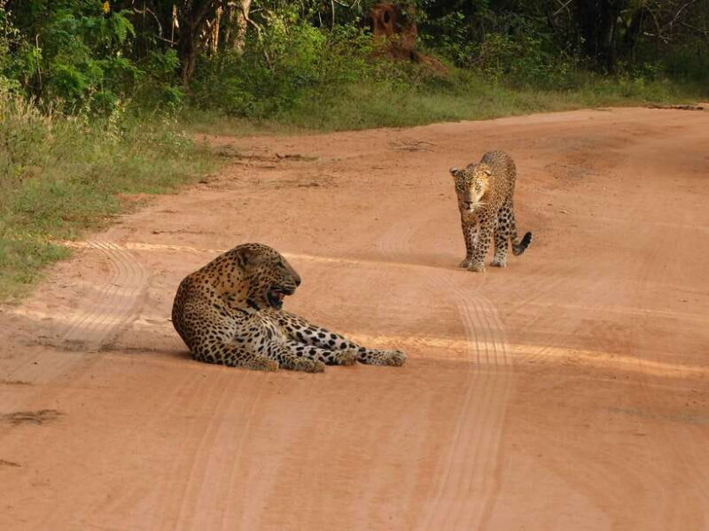 Yala National Park Safari Tours : 7 hours & 12 hours - FAQ