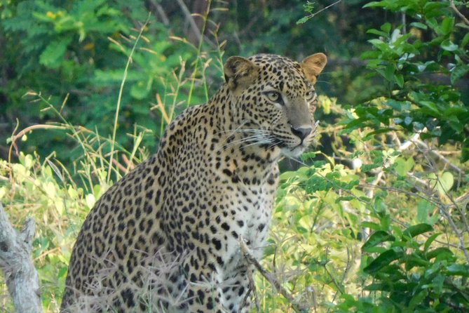 Yala National Park Safari Tours - Half Day & Full Day - Key Points