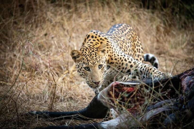 Yala National Park Safari Tours - Half Day & Full Day - Key Points