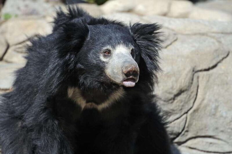 Yala National Park Safari Tours - Half Day & Full Day - The Itinerary: What to Expect