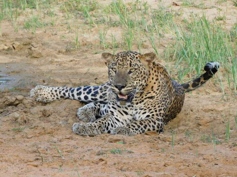 Yala National Park Safari Tours - Half Day & Full Day - Authenticity and Local Expertise