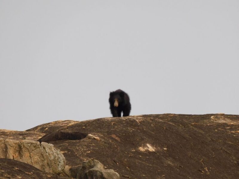 Yala National Park Safari Tours - Half Day & Full Day - FAQs