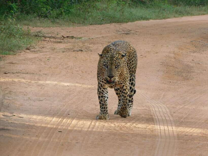 Yala National Park Safari Tours: Morning/Evening/Full Day - Key Points