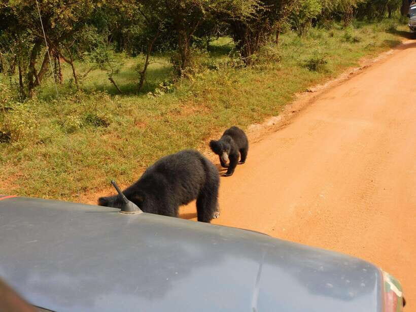 Yala National Park Safari Tours: Morning/Evening/Full Day - An In-Depth Look at the Yala Safari Experience