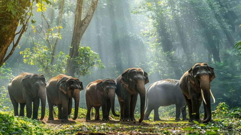 Yala National Park Safari Tours: Morning/Evening/Full Day - Final Thoughts