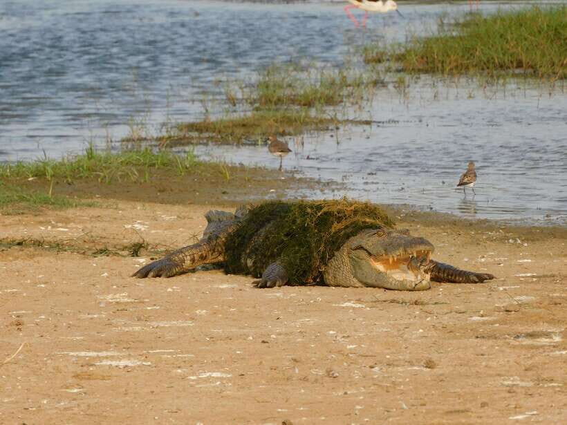 Yala National Park Safari Tours: Morning/Evening/Full Day - FAQ