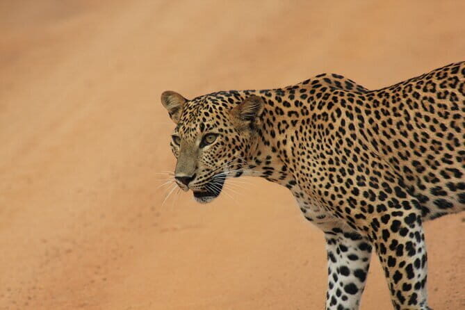 YALA National Park Safari with Transfer Mirissa to ArugamBay - What the Experience Means for You