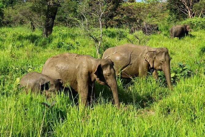 Yala National Park Shared Safari | From Hambantota Port - Key Points