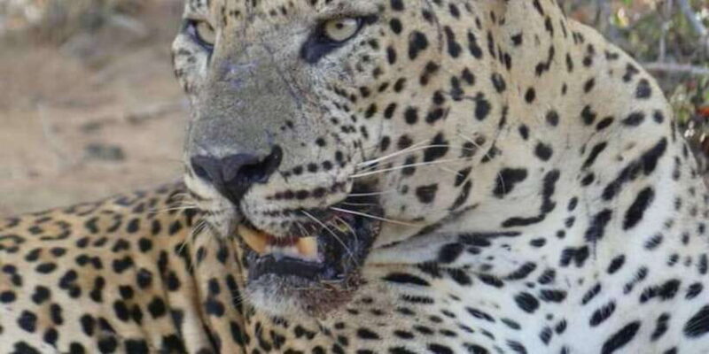 Yala National Park Sharing Safari (5 Hours) - The Sum Up: Is It Worth It?