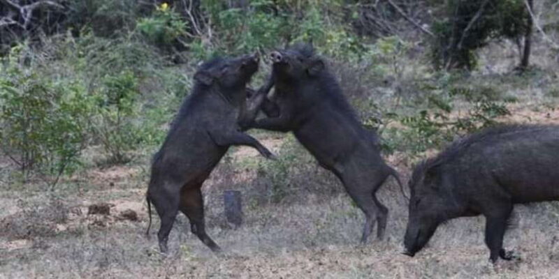 Yala National Park Sharing Safari (5 Hours) - FAQs