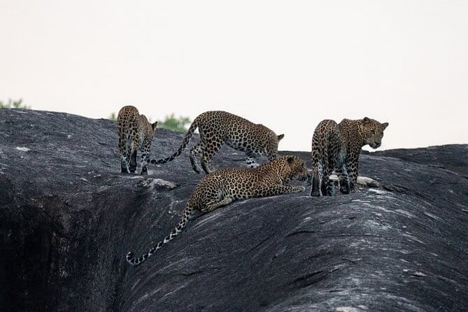 Yala National Park special Half-Day & Full-Day Safari Adventure - Key Points