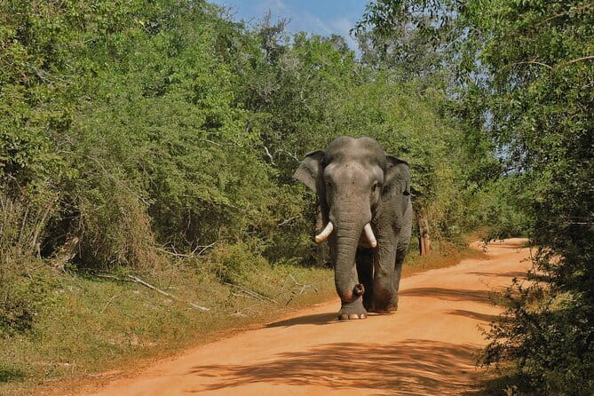 Yala National Park special Half-Day & Full-Day Safari Adventure - Who Will Love This Safari?