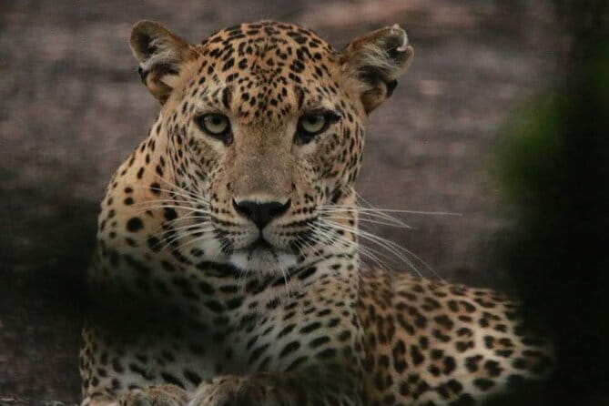 Yala National Park Tour From Hambantota Port - The Itinerary Breakdown