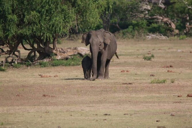 Yala National Park Tour From Hambantota Port - Practical Details and Considerations