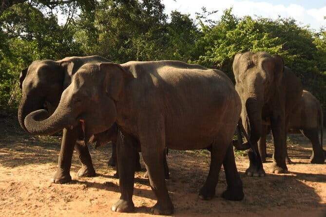 Yala National Park Tour from Hambantota Port Janaka Safari - The Itinerary in Detail: What You Can Expect