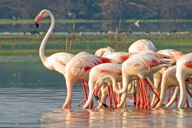 Yala National Park Tour from Hambantota Port Janaka Safari - The Wildlife & Birdlife: What You Might Encounter
