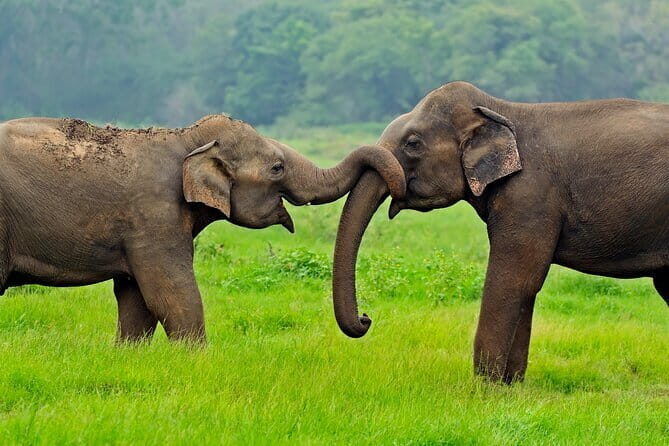 Yala National Park Tour from Hambantota Port Janaka Safari - Who Is This Tour Best For?