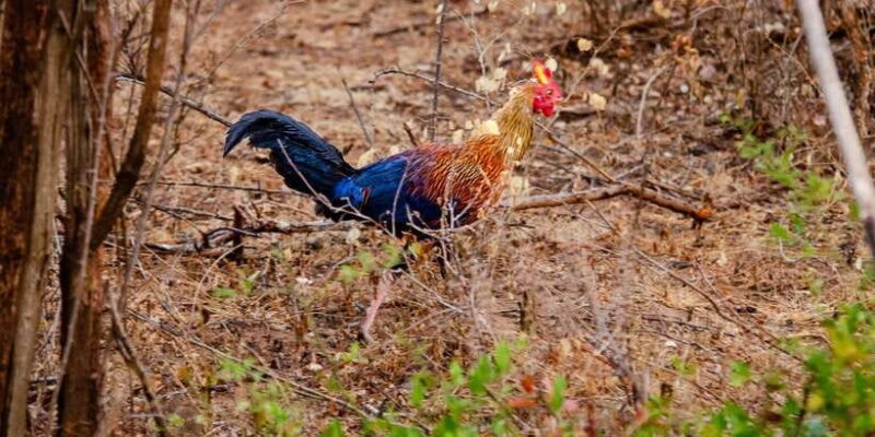 Yala National Park Wildlife safari from Galle - Key Points