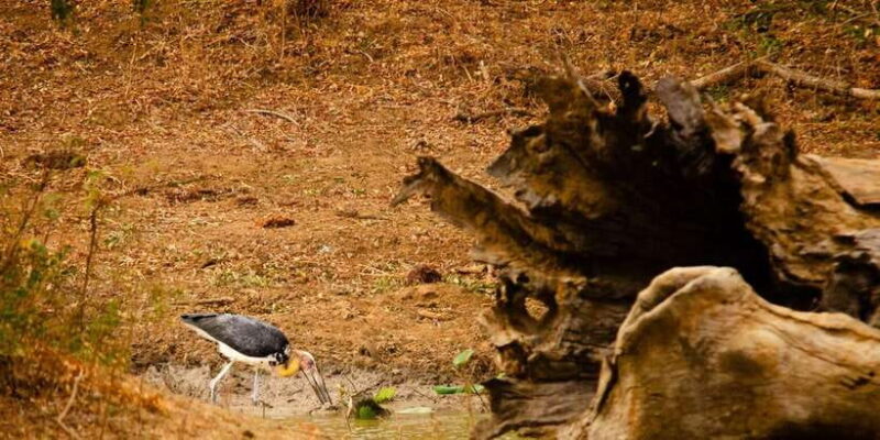 Yala National Park Wildlife safari from Galle - What Makes This Safari Stand Out?