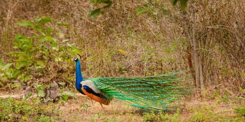 Yala National Park Wildlife safari from Hambantota - Key Points