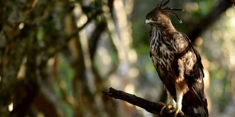 Yala National Park Wildlife safari from Hambantota - Who Should Consider This Tour?