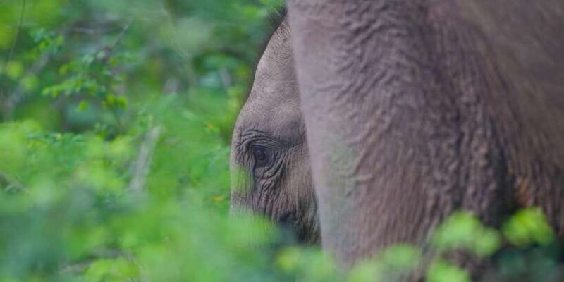 Yala National Park Wildlife safari from Hambantota - FAQ