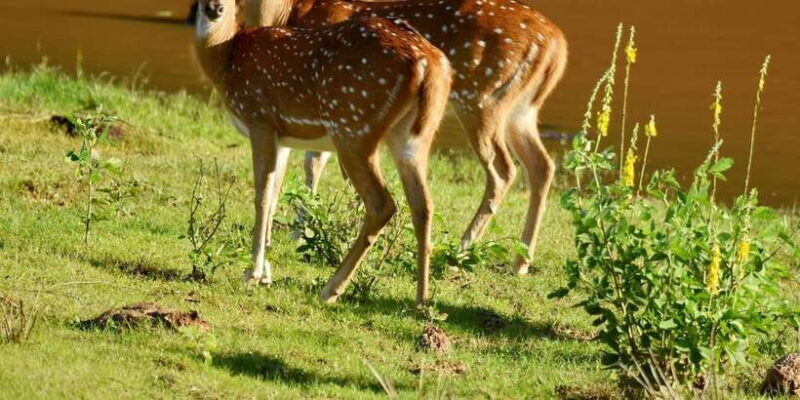 Yala National Park Wildlife safari from Mirissa - Authenticity and Practical Tips