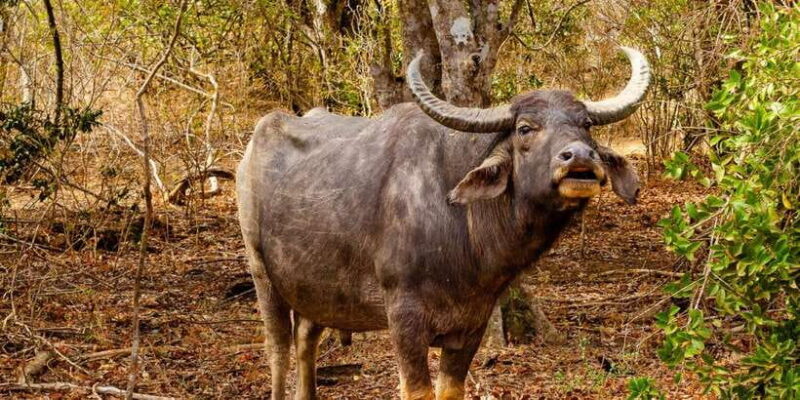 Yala National Park Wildlife safari from Mirissa - Final Thoughts