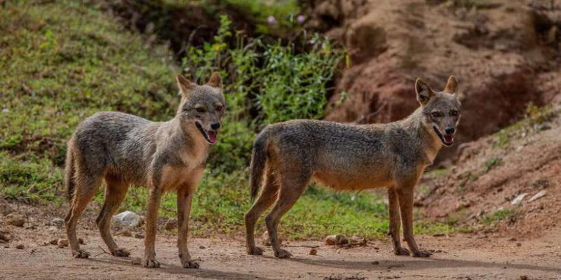 Yala National Park:Full Day Safari (4.00am-6.00pm) - Key Points