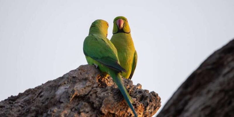 Yala National Park:Full Day Safari (4.00am-6.00pm) - The Sum Up: Who Is This Safari Best For?