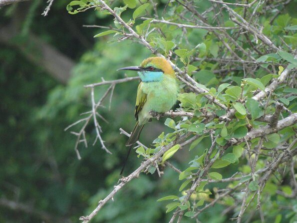 Yala One Day Tour - Introducing the Yala One Day Tour: A Closer Look at Sri Lanka’s Wildlife