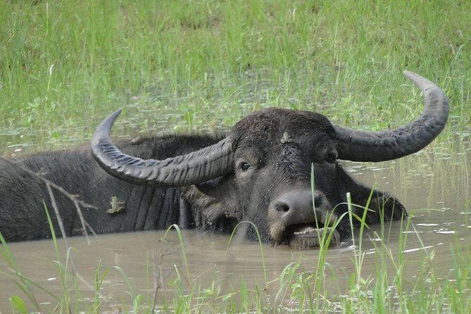 Yala One Day Tour - A Practical Journey through the Yala One Day Tour