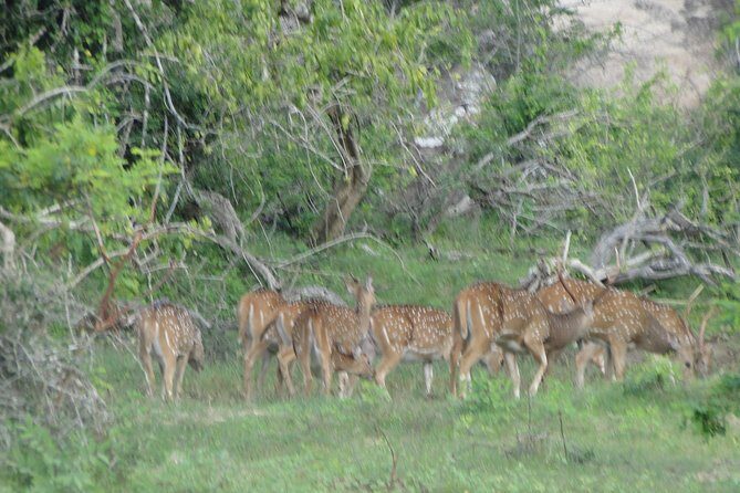 Yala One Day Tour - Final Thoughts: Is the Yala One Day Tour Worth It?