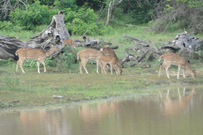 Yala One Day Tour - Frequently Asked Questions (FAQs)