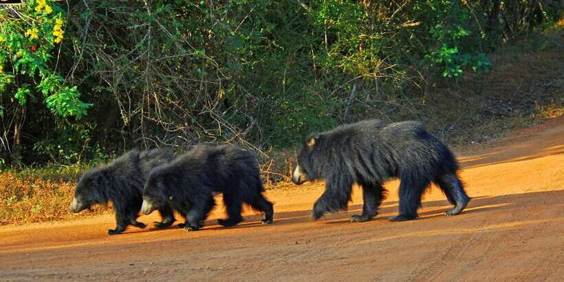 Yala: Private Safari Day Trip with Lunch & Entry Fees - Discovering Yala: A Private Safari Experience Worth Considering