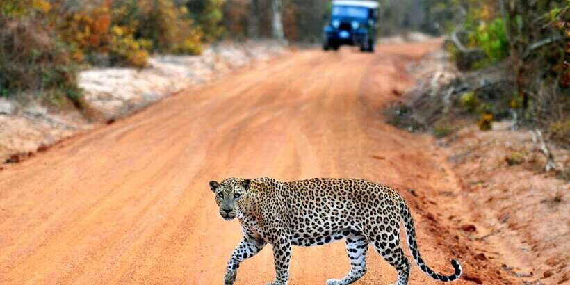 Yala: Private Safari Day Trip with Lunch & Entry Fees - Who Will Love This Tour?