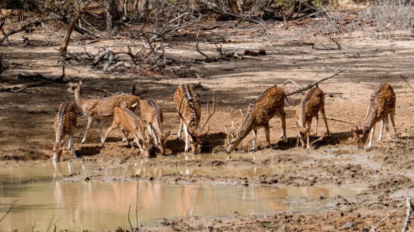 Yala: Private Safari Day Trip with Lunch & Entry Fees - Final Thoughts: Is This Safari Right for You?