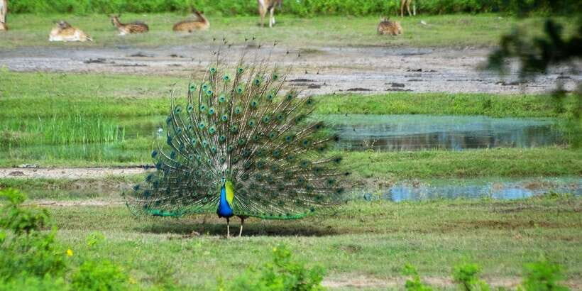 Yala: Private Safari Day Trip with Lunch & Entry Fees - FAQs