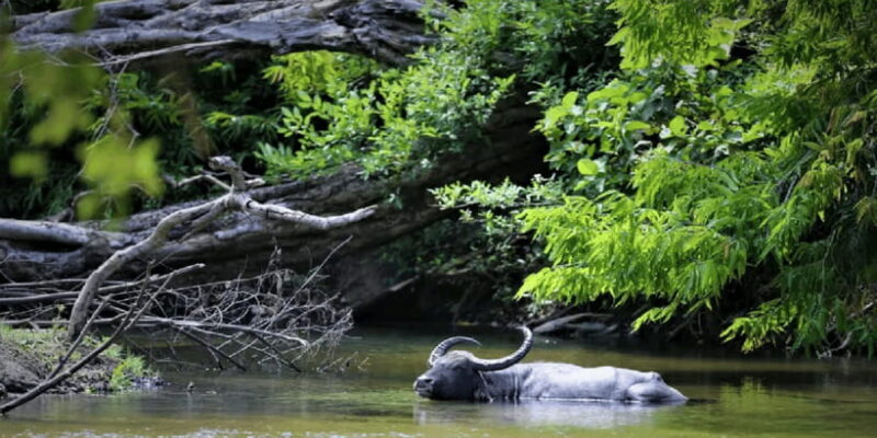 Yala private safari | Full day | Guided by a professional - Key Points