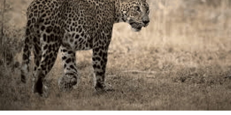 Yala private safari | Full day | Guided by a professional - The Itinerary: A Day in Yala’s Wilderness